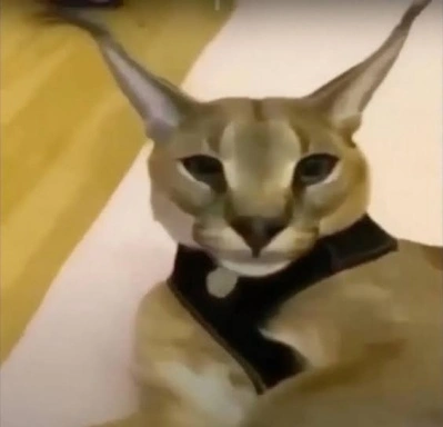 phyruss | Techolay Sosyal